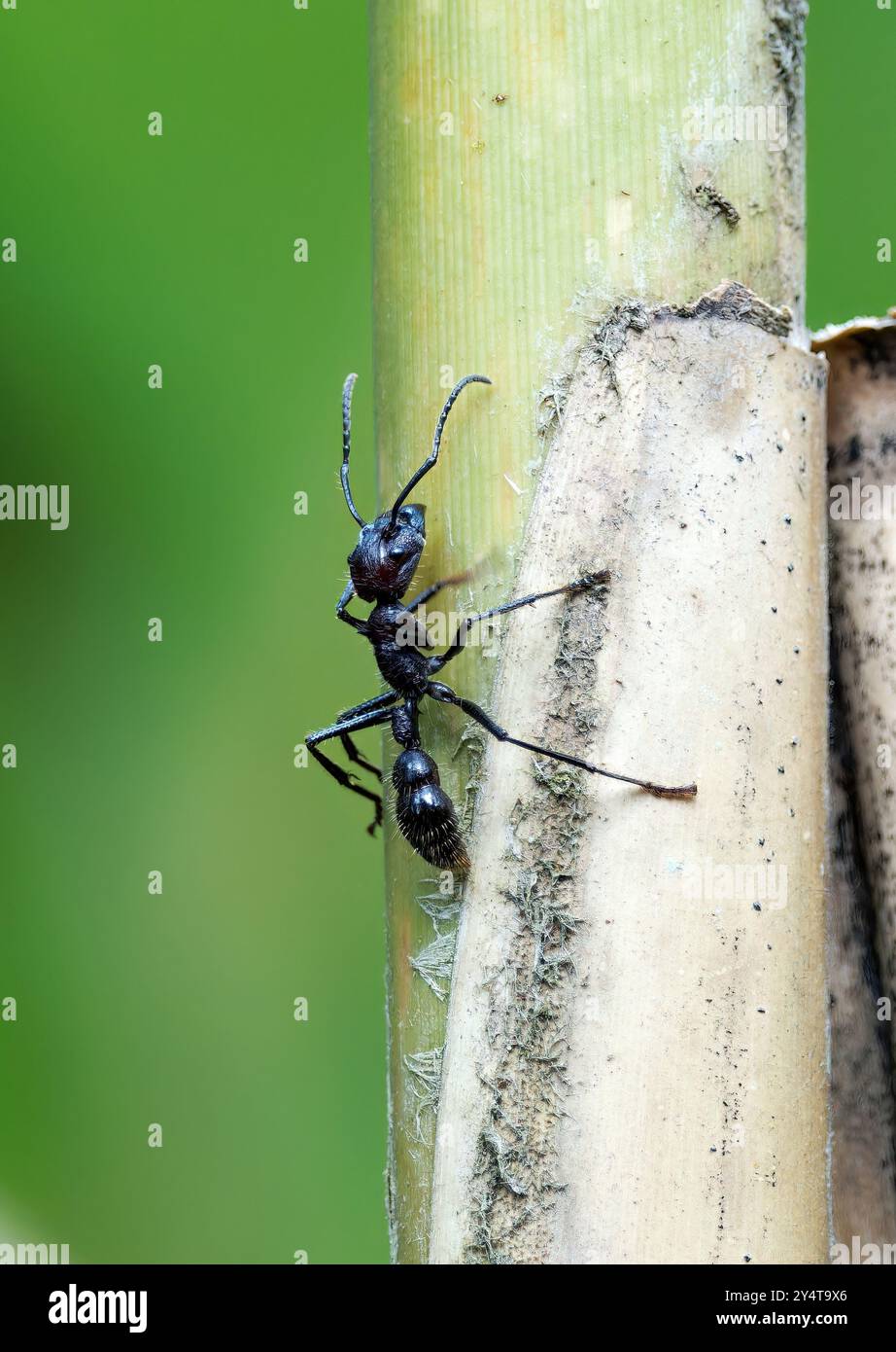 bullet ant, 24-Stunden-Ameise, Paraponera clavata, trópusi bikahangya ...