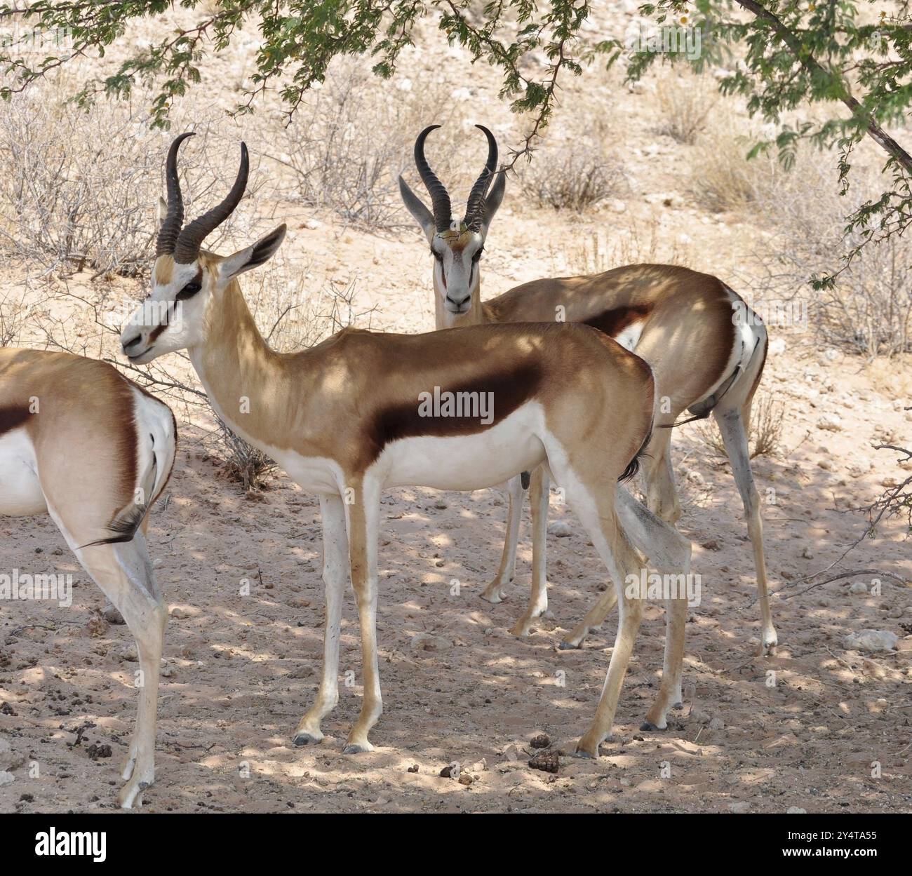 A Springbok Antelope in the Kalahari Desert, Southern Africa Stock ...