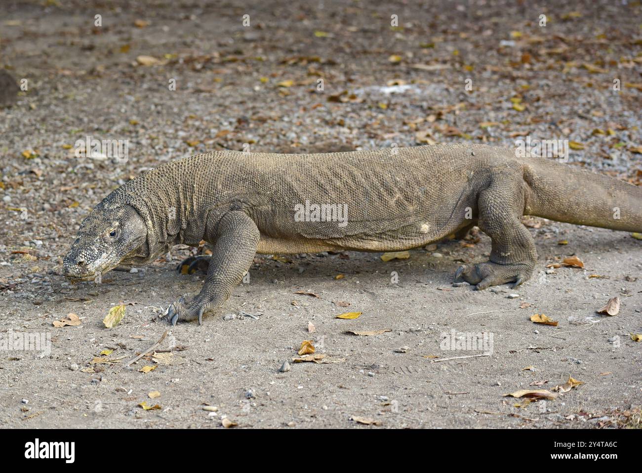 Wild Komodo dragon, the largest species of lizard, at Komodo National ...