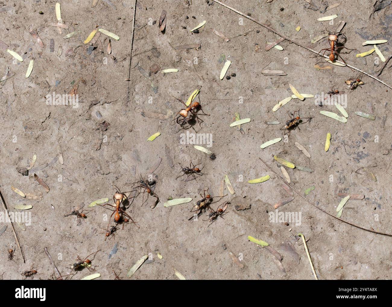 Eciton army ant, Eciton burchellii, vándorhangya, Yasuní National Park ...