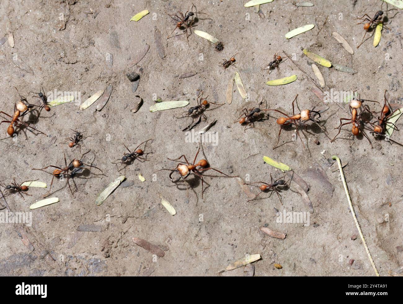 Eciton army ant, Eciton burchellii, vándorhangya, Yasuní National Park ...