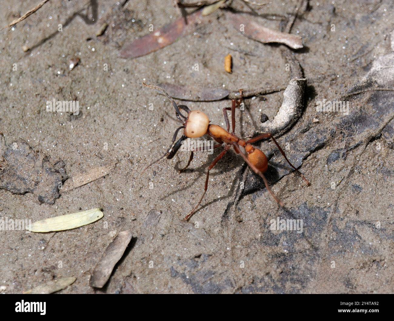 Eciton army ant, Eciton burchellii, vándorhangya, Yasuní National Park ...