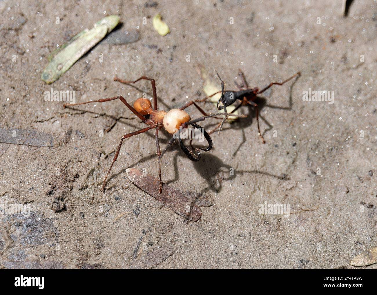Eciton army ant, Eciton burchellii, vándorhangya, Yasuní National Park, Ecuador, South America ...