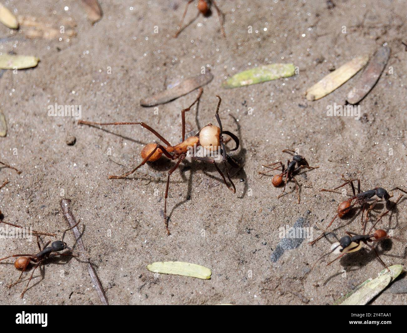 Eciton army ant, Eciton burchellii, vándorhangya, Yasuní National Park ...