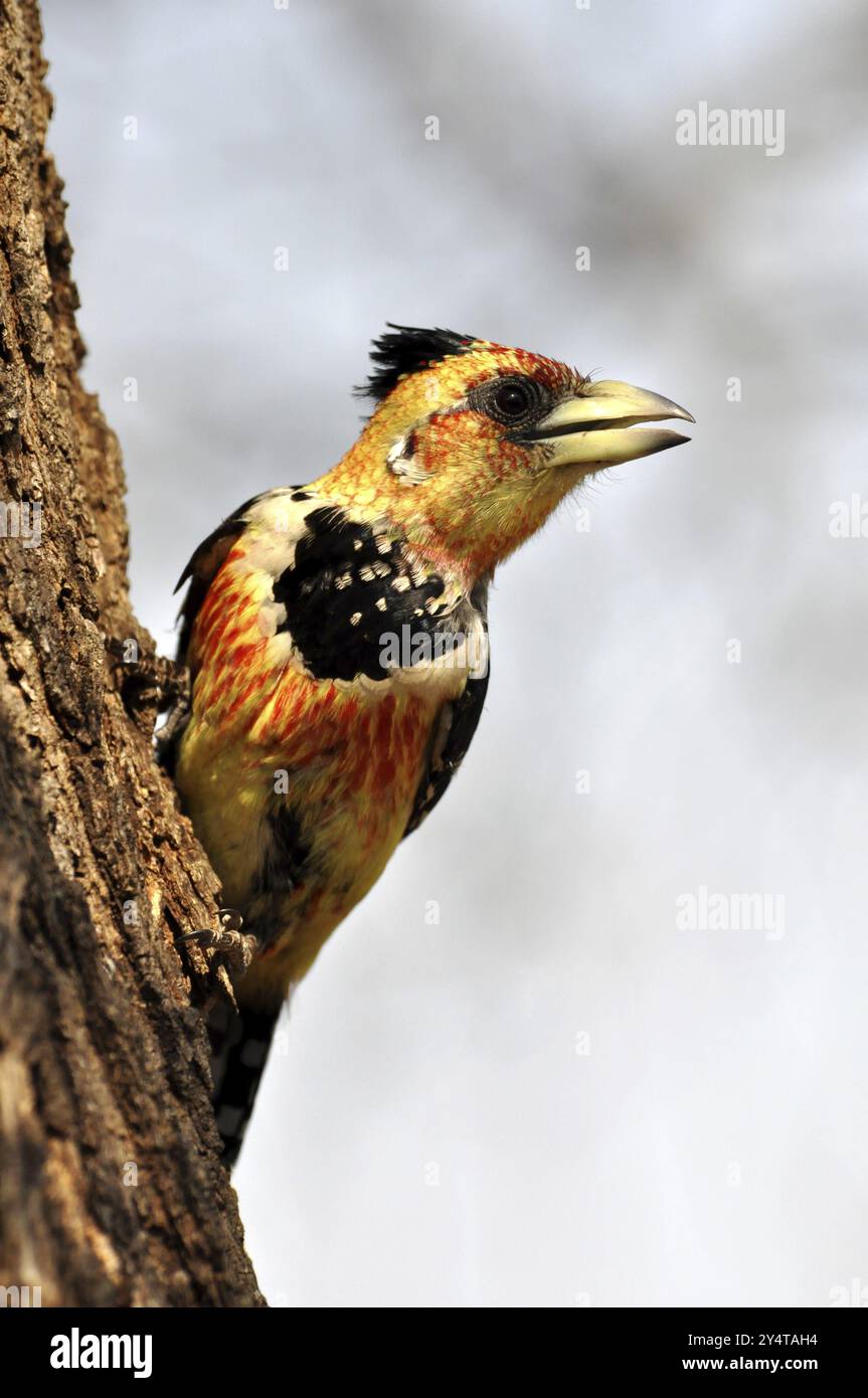 A Crested Batbet in the Kruger National Park, South Africa, Africa ...