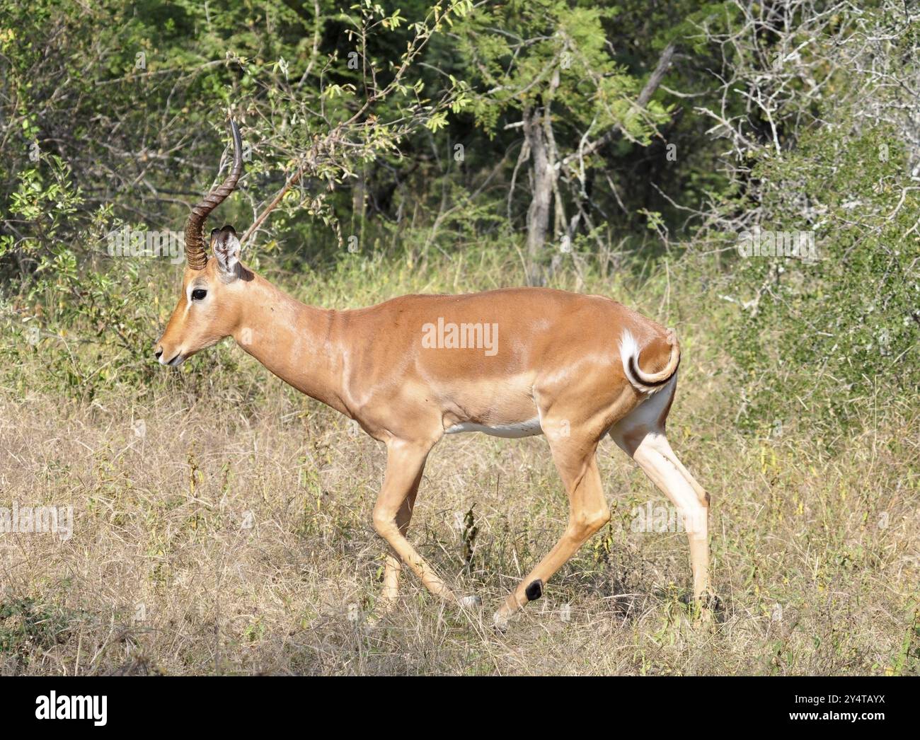 Male Impala Antelope (Aepyceros Melampus) in the Kruger Park, South ...