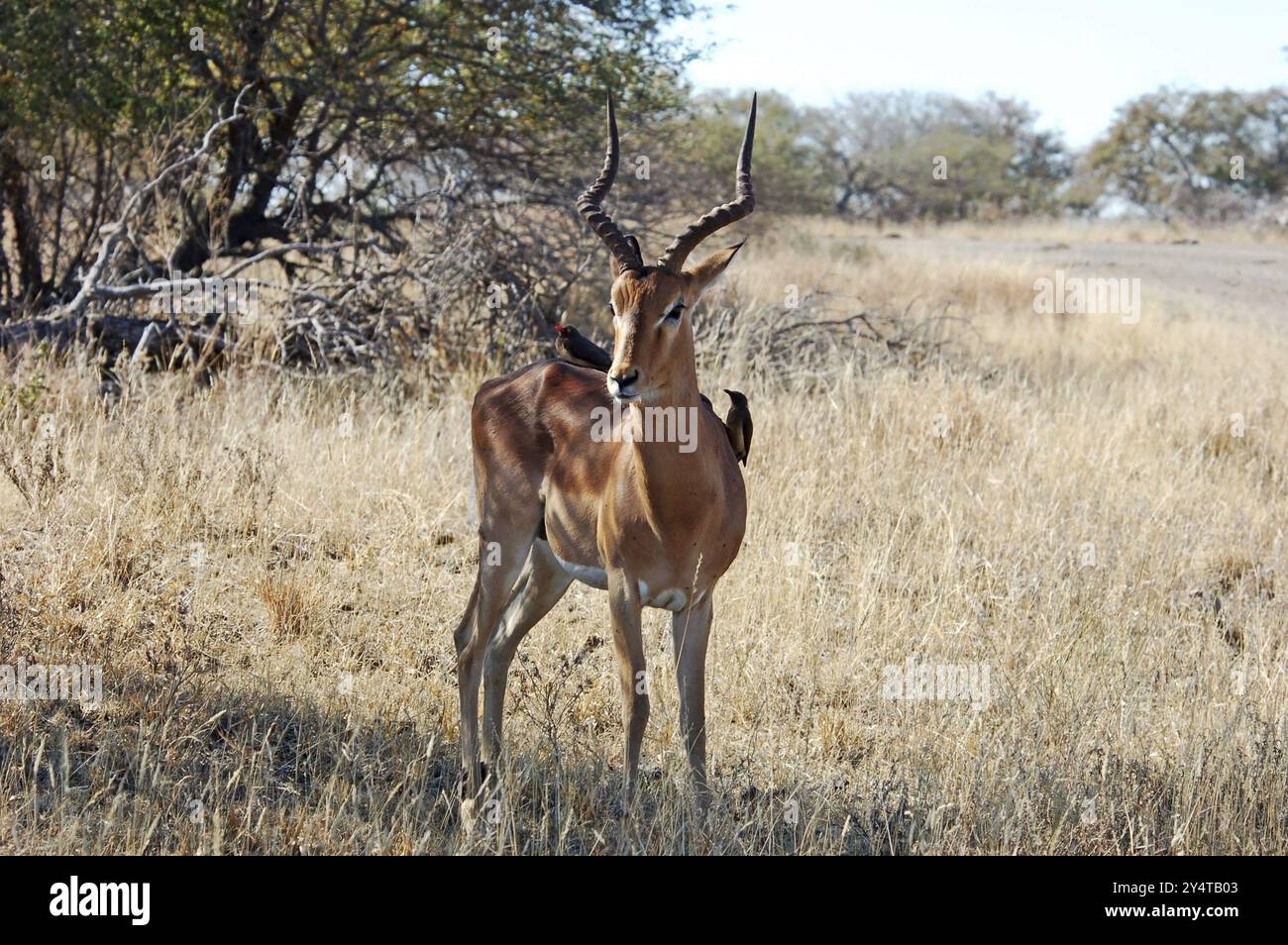 Male Impala Antelope (Aepyceros Melampus) with oxpecker birds in the ...