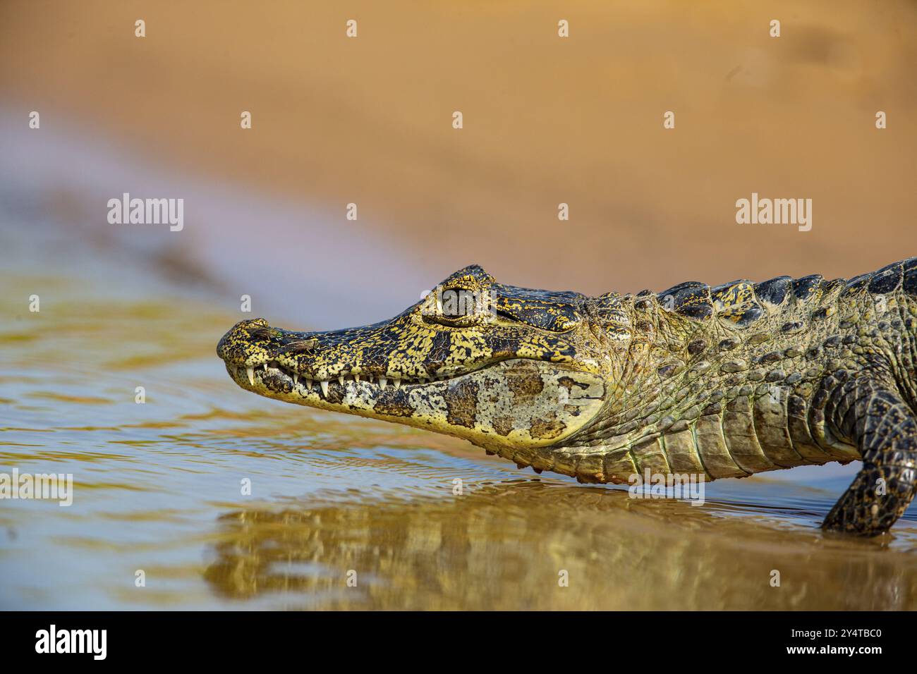 Spectacled caiman (Caiman crocodilius) Panatanal Brazil Stock Photo - Alamy