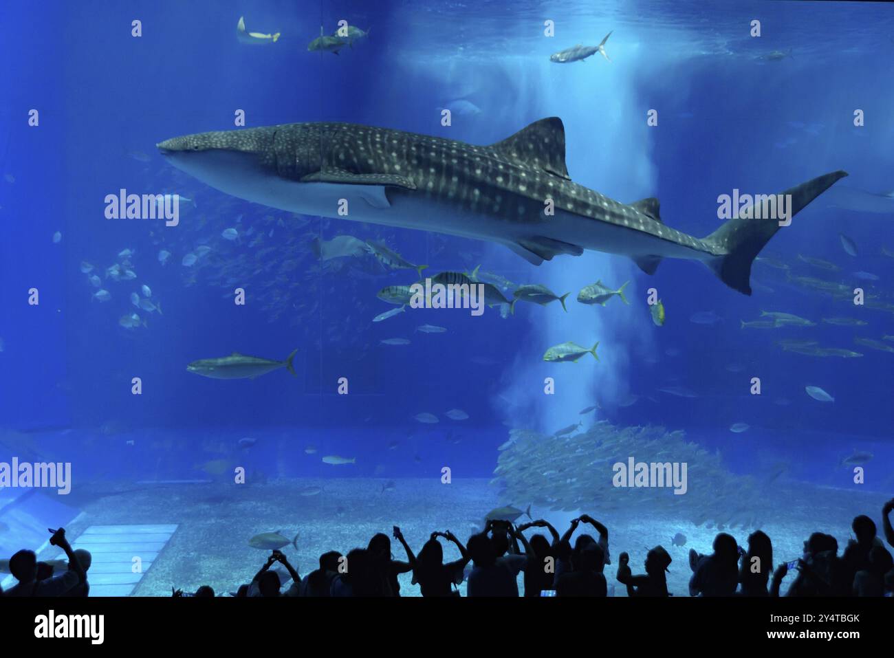Whale shark in Okinawa Churaumi Aquarium, Japan, Asia Stock Photo - Alamy
