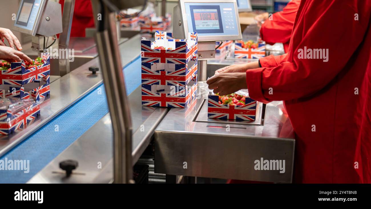 lady working on fruit packing line Stock Photo - Alamy
