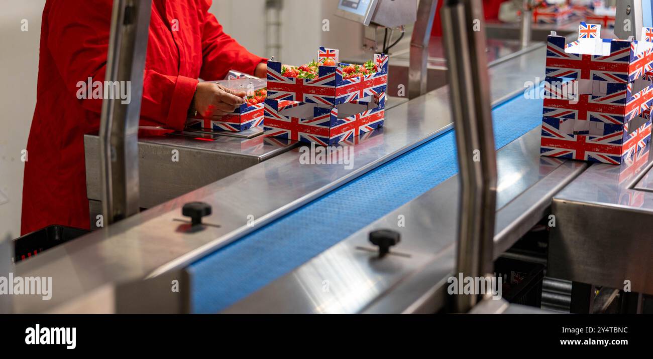 lady working on fruit packing line Stock Photo - Alamy