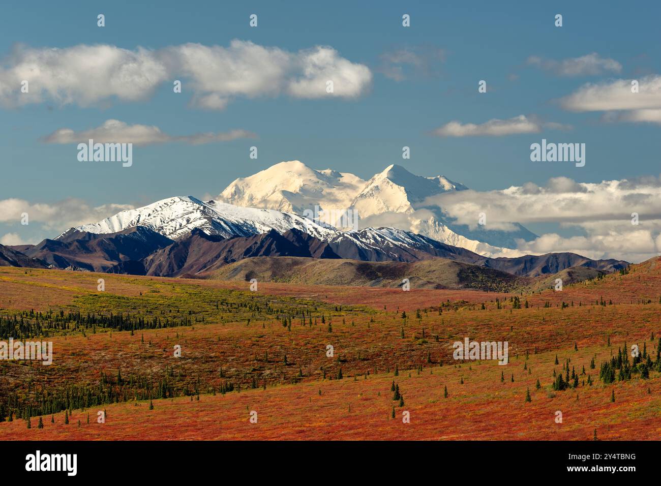 Denali national park savage hi-res stock photography and images - Alamy