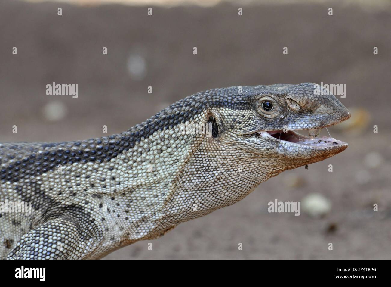 A leguan in the Kruger National Park, South Africa, Africa Stock Photo ...