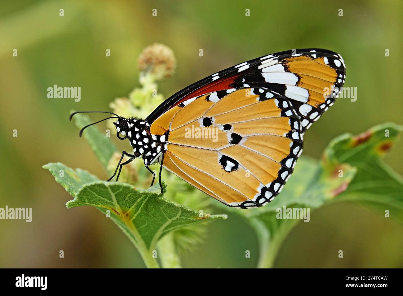 A Plain Tiger butterfly seen on a leaf. Plain Tiger butterflies, which ...
