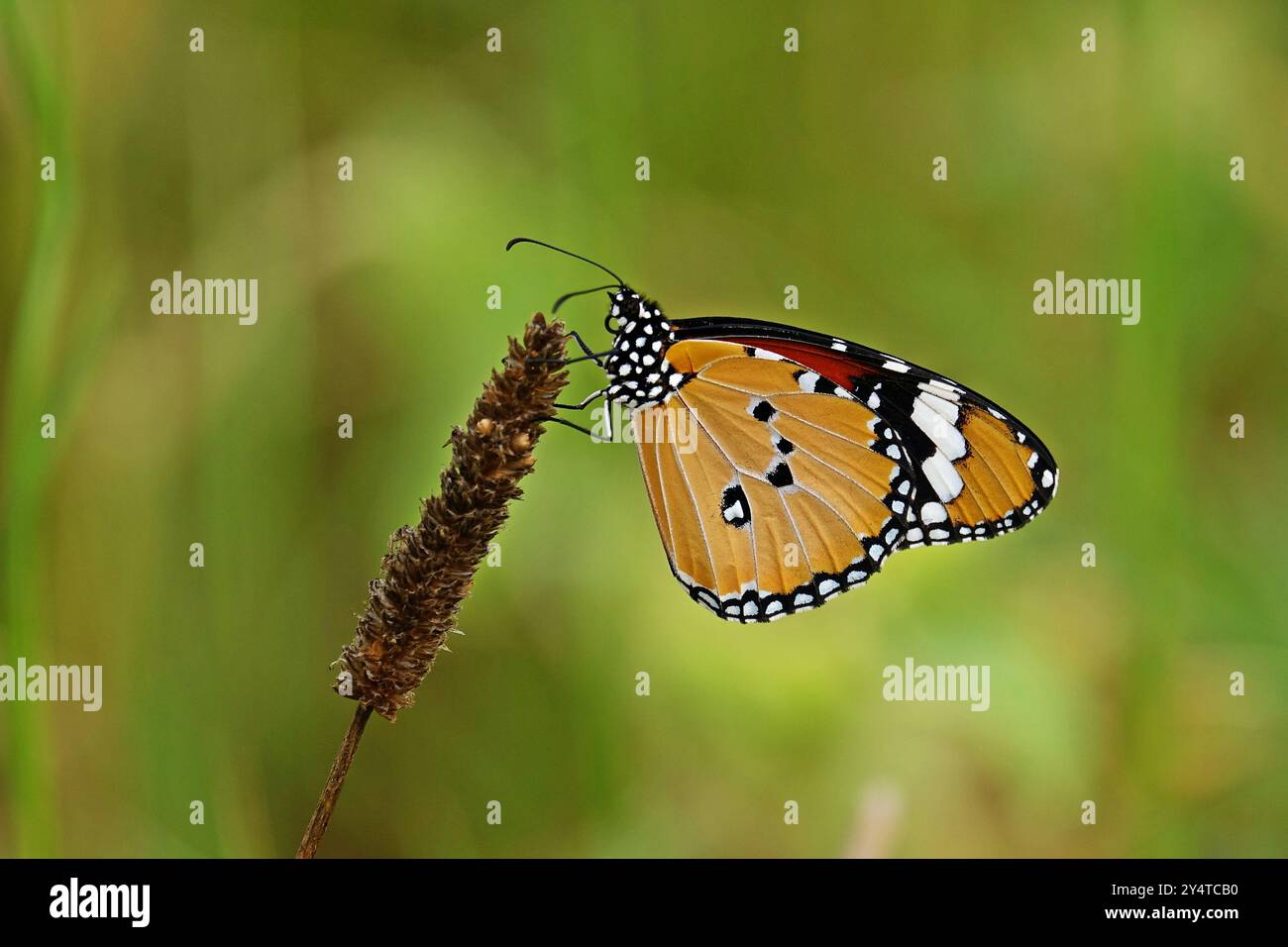 A Plain Tiger butterfly seen on a leaf. Plain Tiger butterflies, which ...