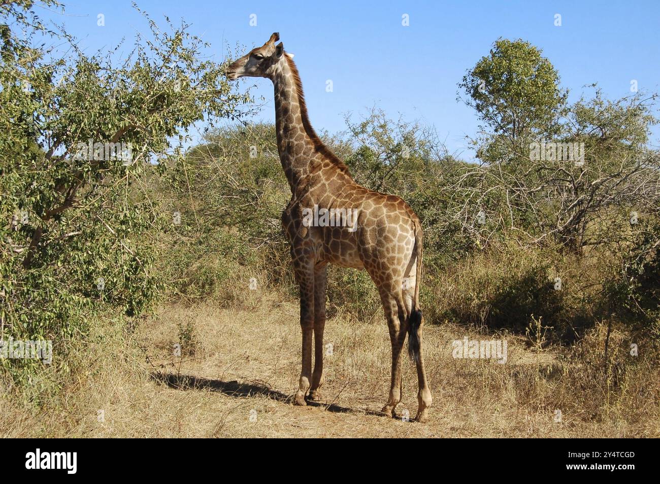 Giraffe species hi-res stock photography and images - Alamy