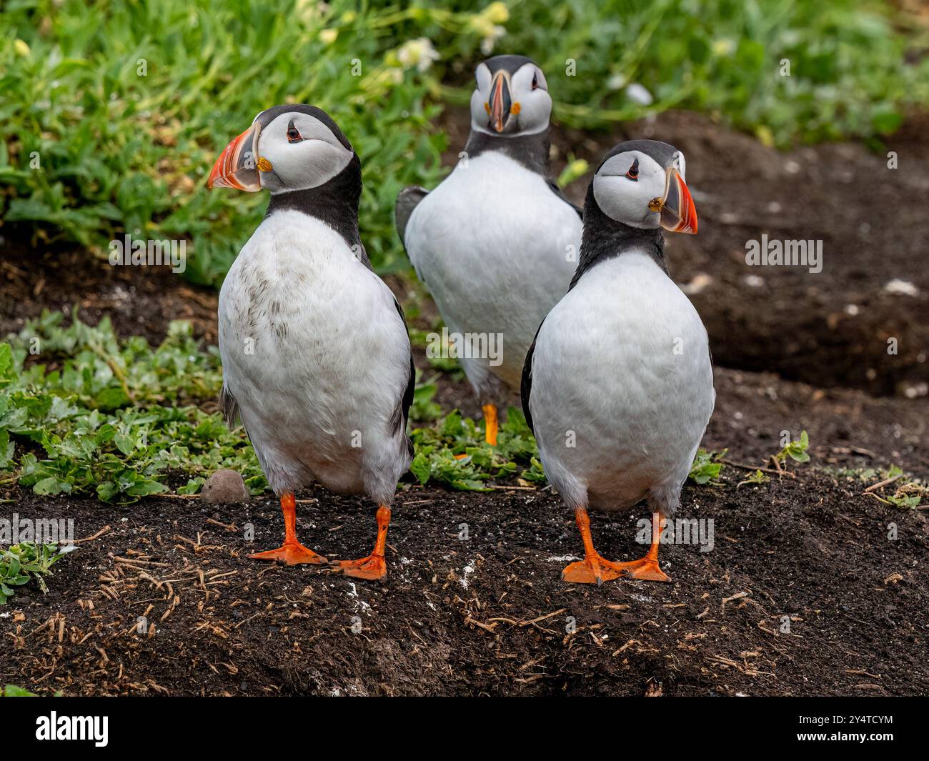 Puffins legs hi-res stock photography and images - Alamy