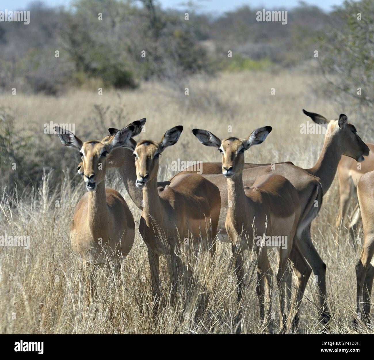 Impala Antelope (Aepyceros Melampus) female in the Kruger Park, South ...
