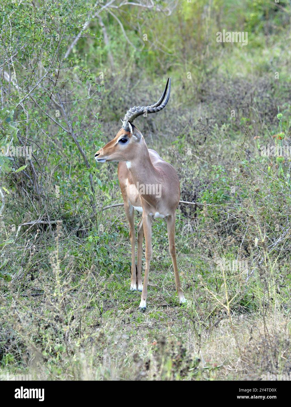 Male Impala Antelope (Aepyceros Melampus) in the Kruger Park, South ...