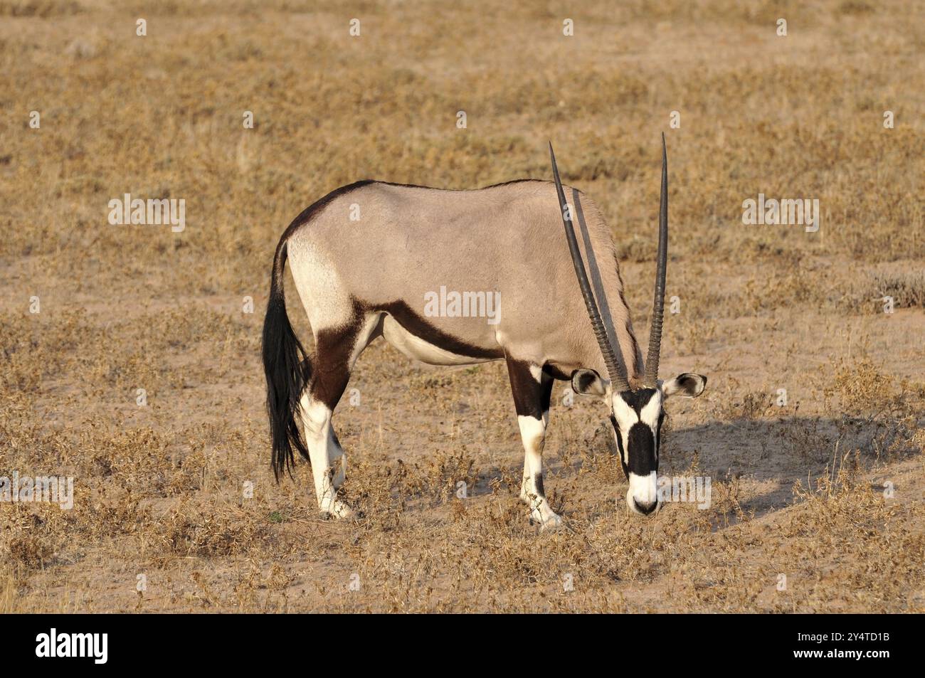 Female Gemsbok Antelope in the Kgalagadi Transfrontier Park, Southern ...