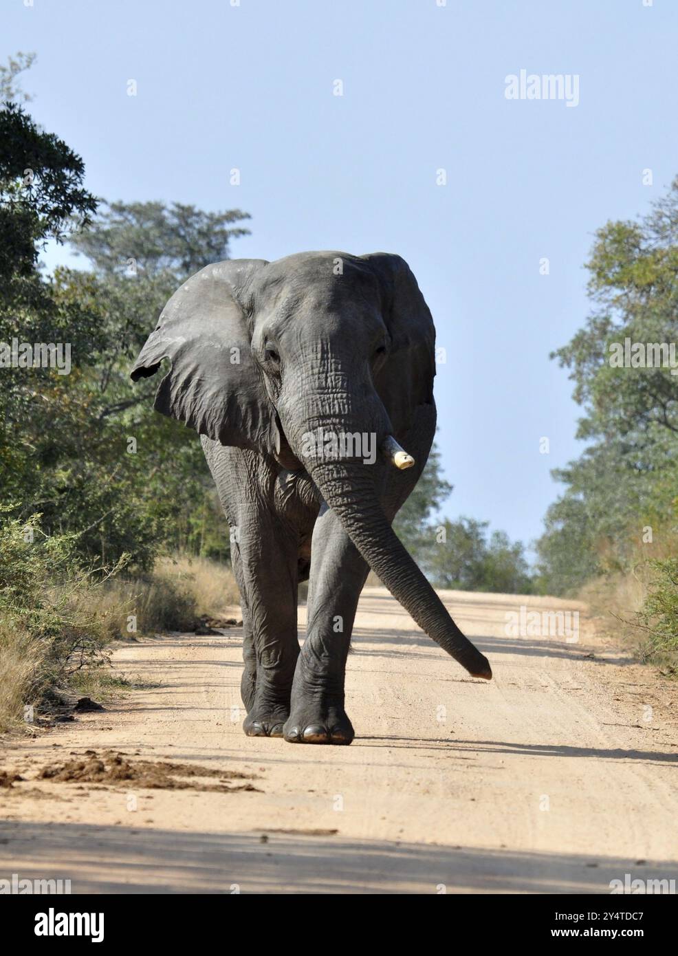 An aggressive African Elephant in the Kruger Park, South Africa, Africa ...