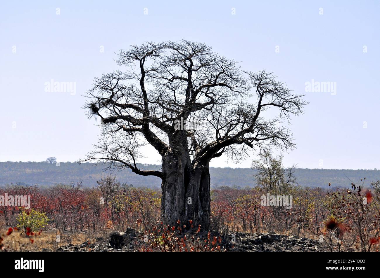 Baobab tree, biggest tree in the world, in the Kruger National Park ...