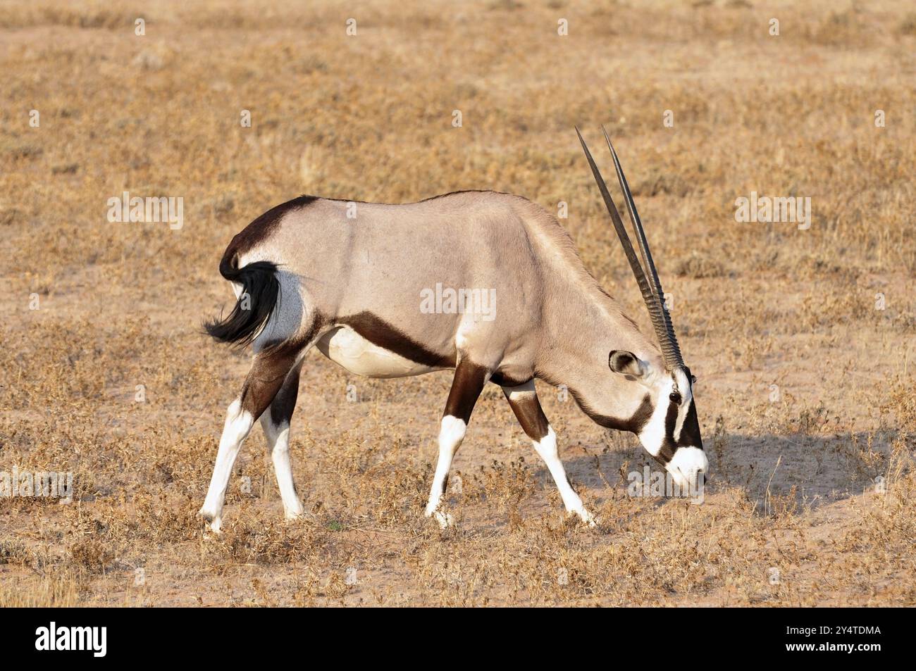 Female Gemsbok Antelope in the Kgalagadi Transfrontier Park, Southern ...