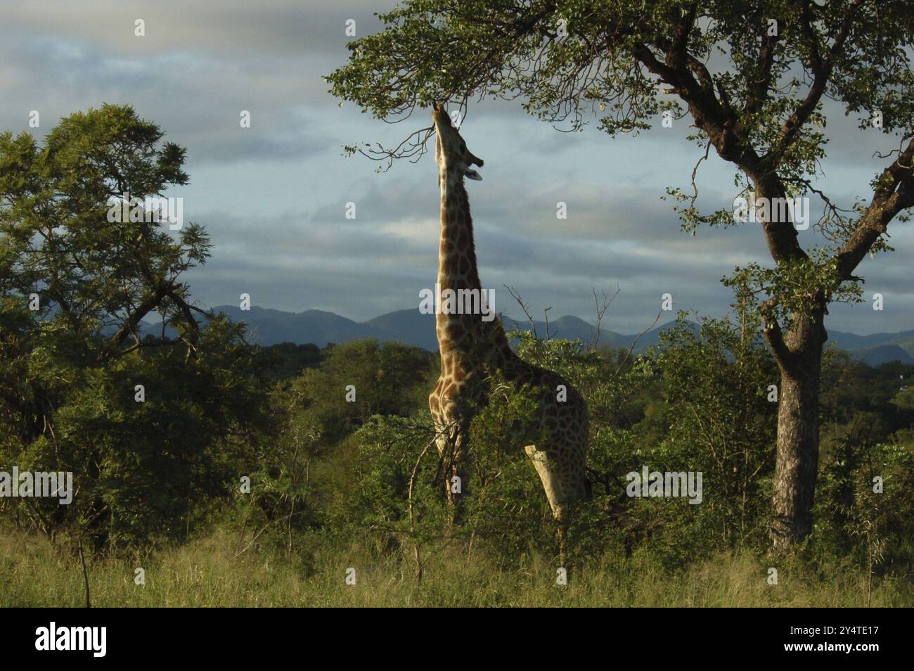Giraffe in the bushveld of the Kruger Park, South Africa, determent to ...