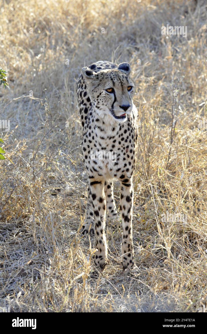 Cheetah in the street hi-res stock photography and images - Alamy