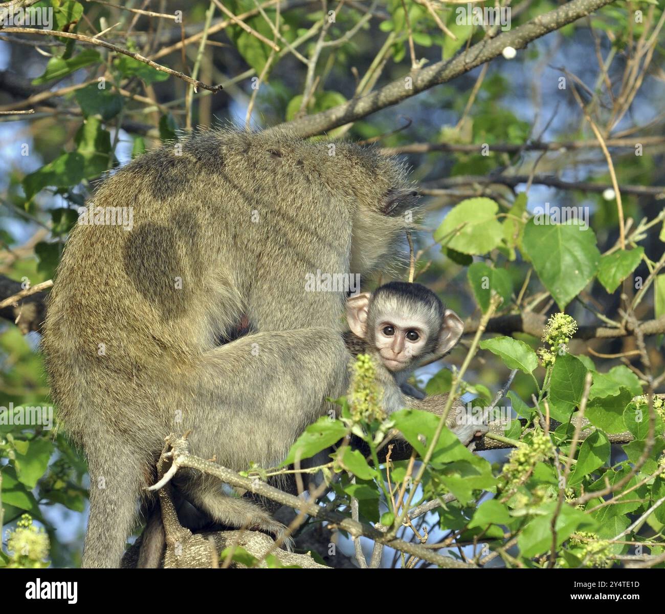 A wild vervet monkey (Chlorocebus pygerythrus), photographed in South ...