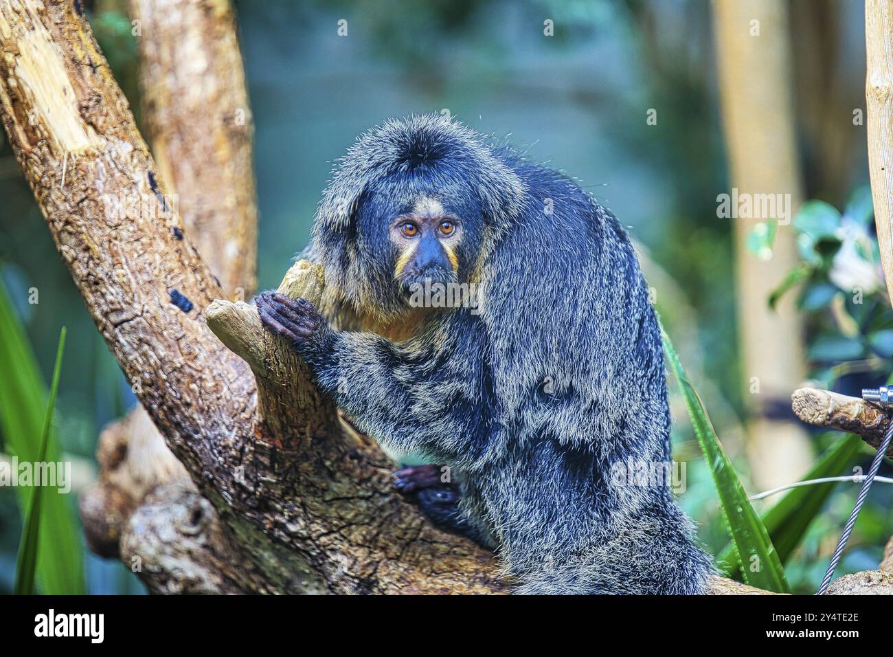 Pithecids hi-res stock photography and images - Alamy