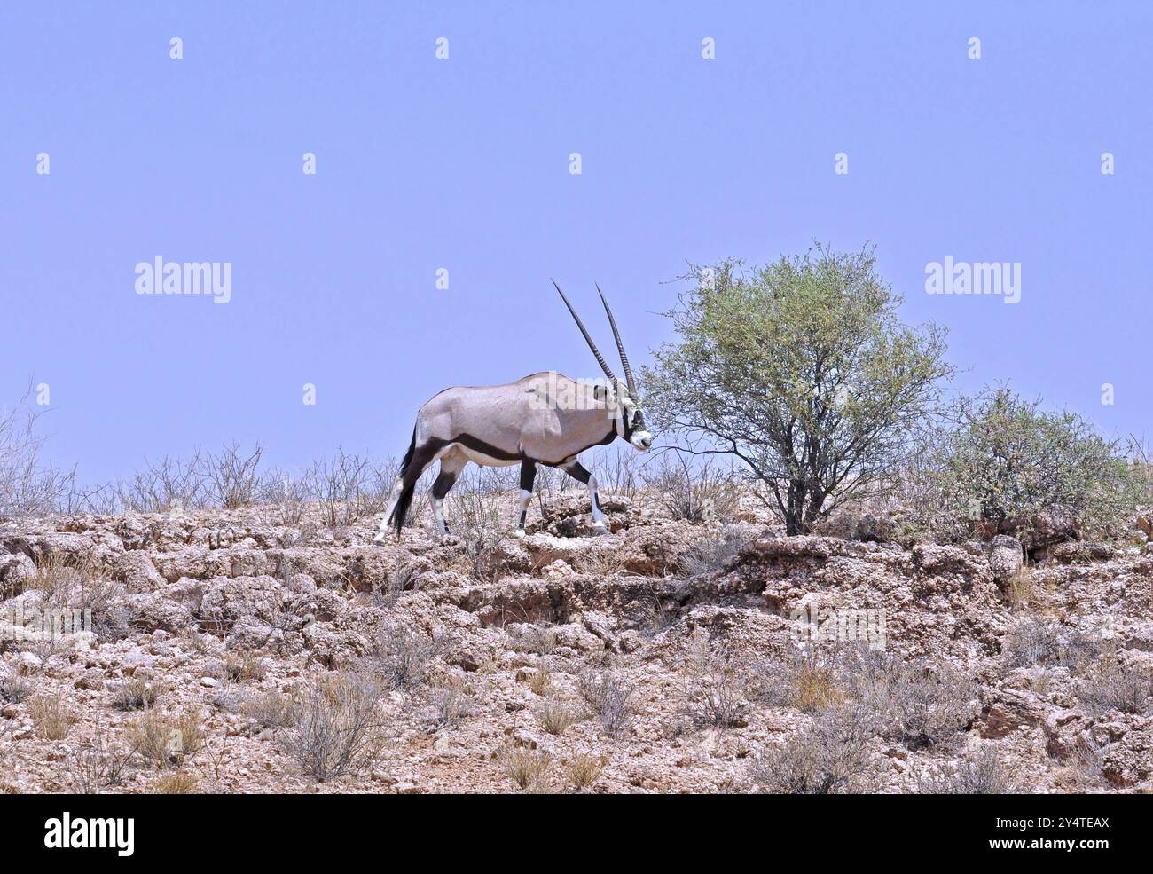 Male Gemsbok Antelope in the Kgalagadi Transfrontier Park, Southern ...