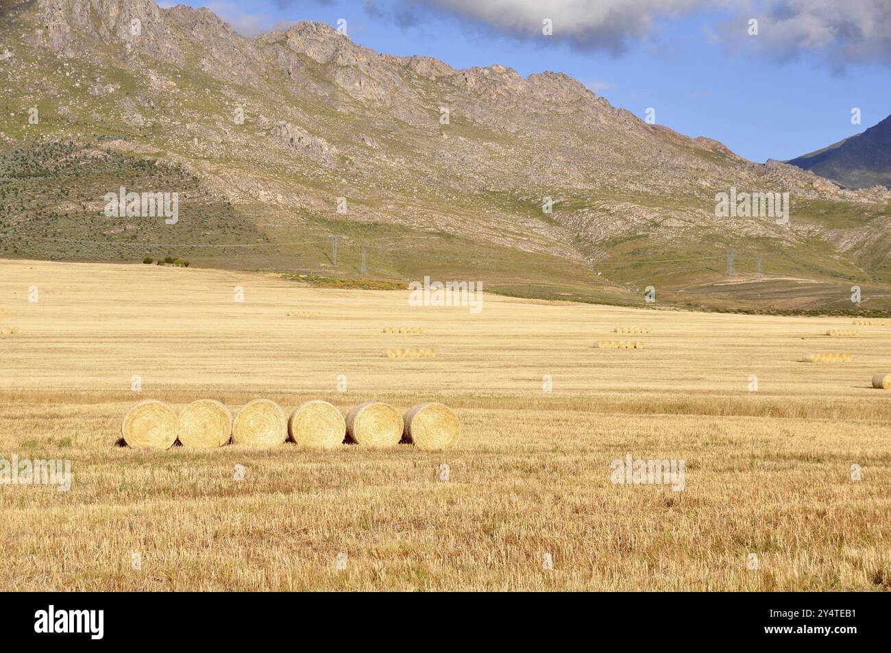 Wheat field after the harvest in the Western Cape, South Africa, Africa ...