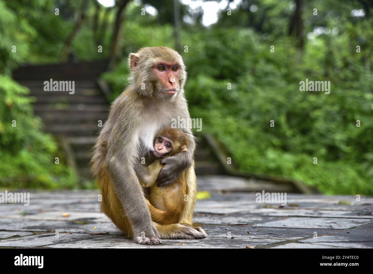 Monkeys at Swayambhu, Monkey Temple, in Kathmandu, Nepal, Asia Stock ...