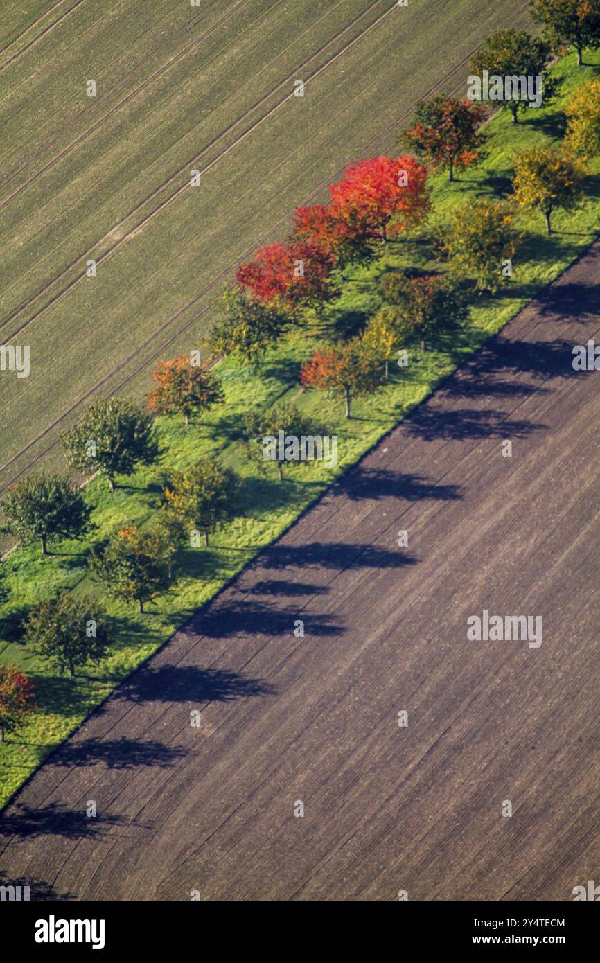 Tree avenue in autumn, field path, line management. Aerial View. Track ...