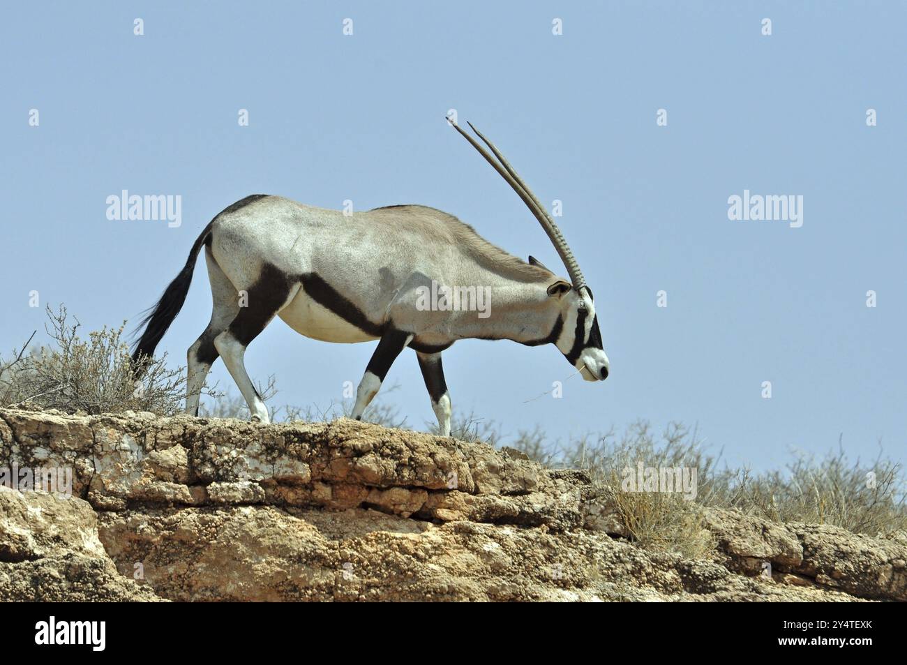 Female Gemsbok Antelope in the Kgalagadi Transfrontier Park, Southern ...