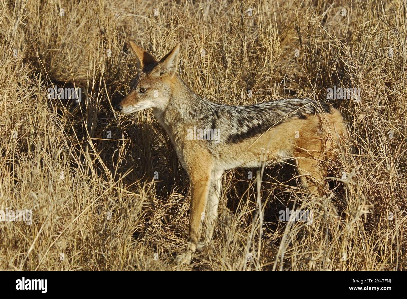 A wild blackbacked jackal photographed in Mpumalanga, South Africa, Africa Stock Photo - Alamy