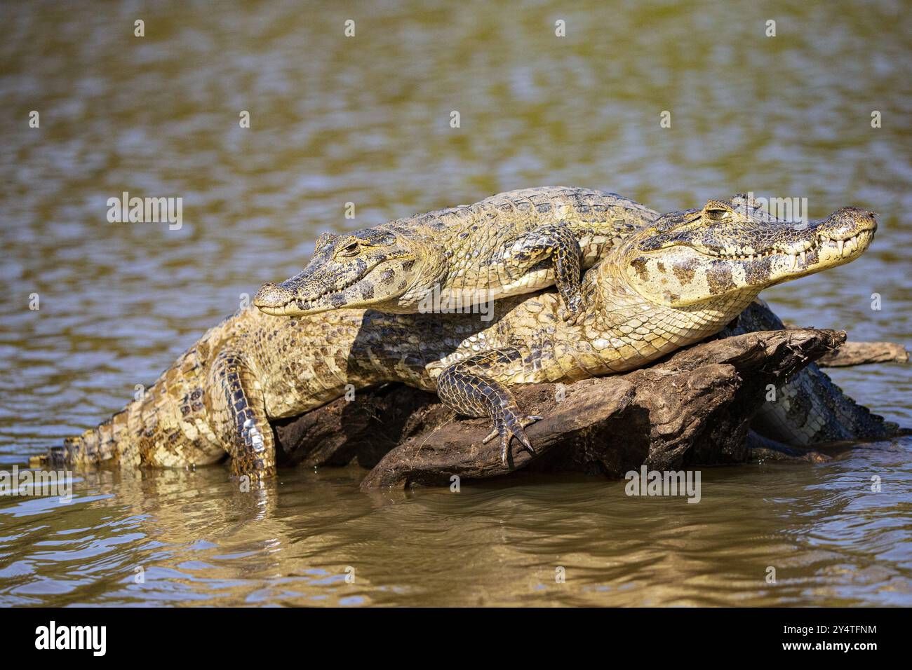 Spectacled caiman (Caiman crocodilius) Panatanal Brazil Stock Photo - Alamy
