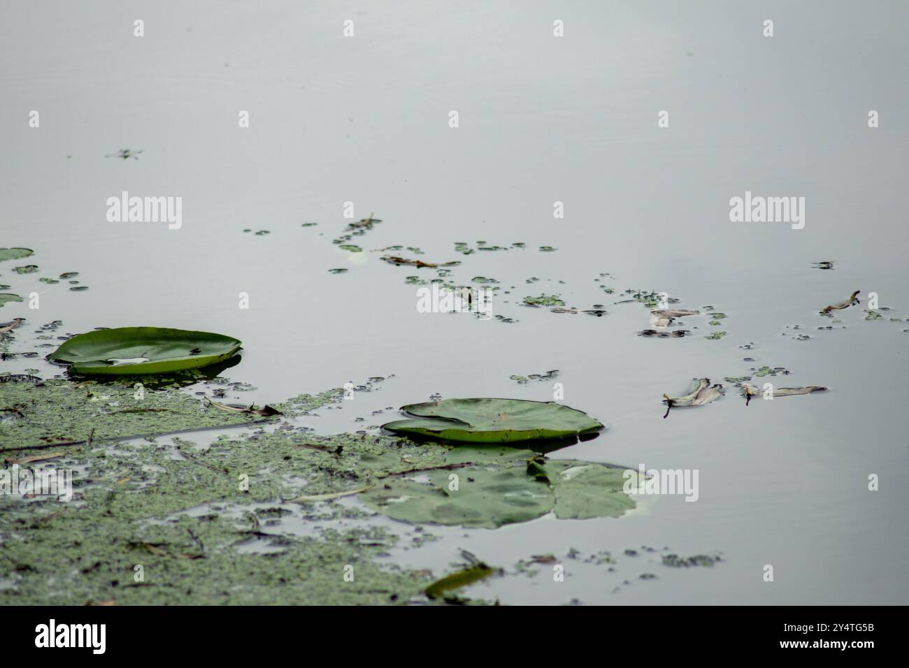 Lilly pads on an extremely still river in the summer of somerset Stock ...