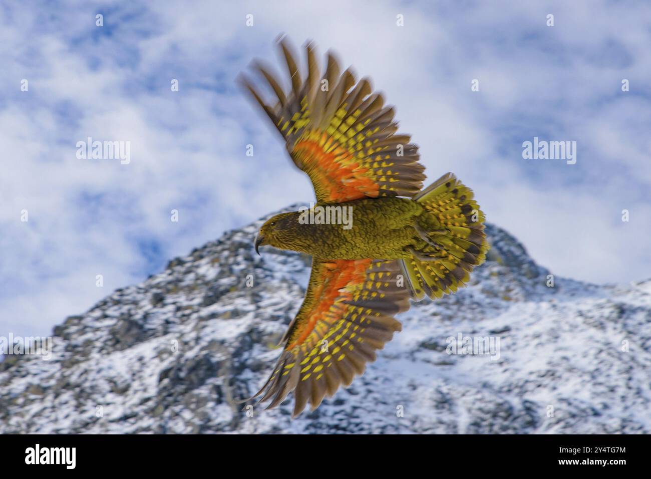 Kea, the world's only alpine parrot, an endangered species in New ...