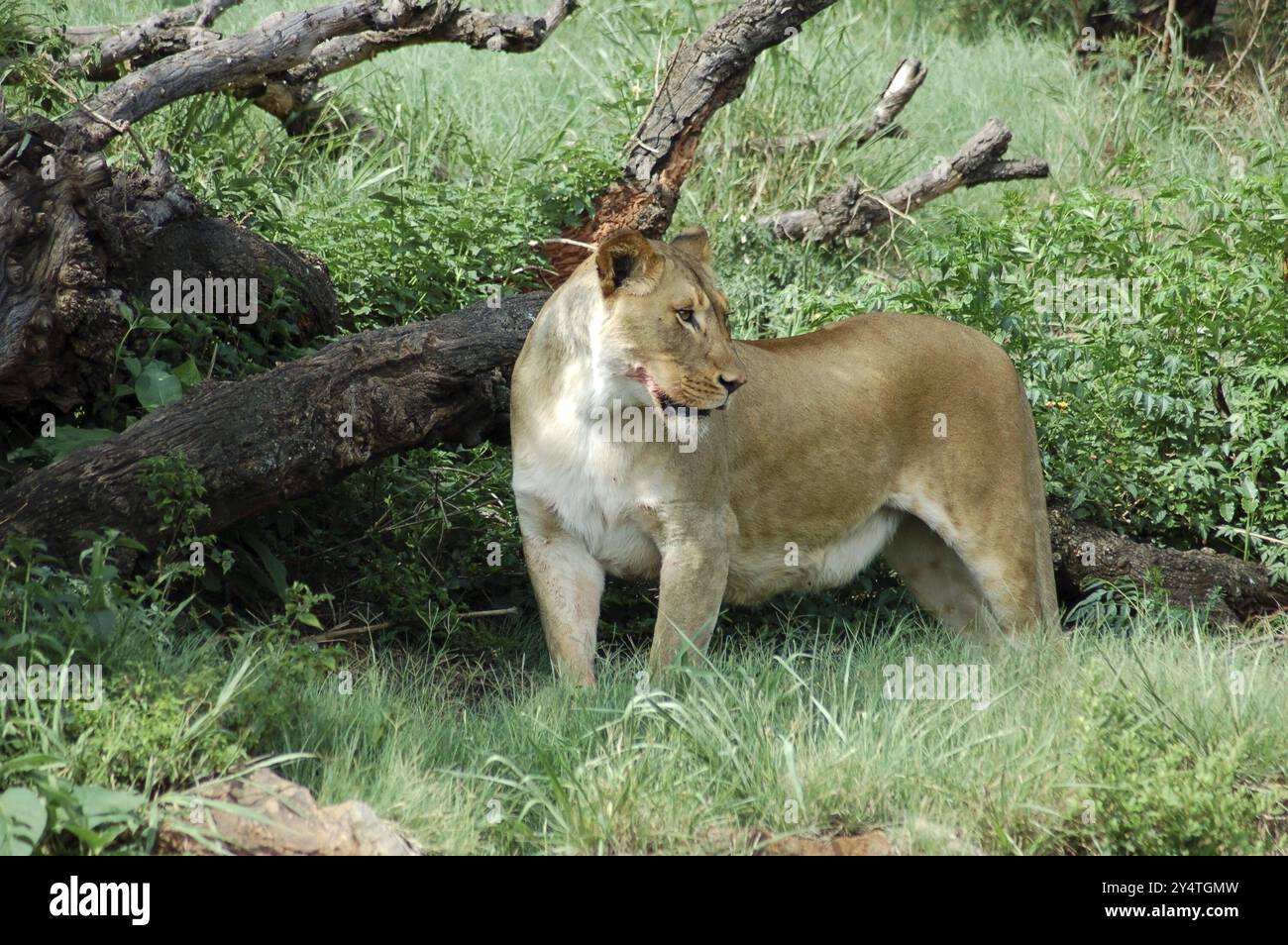Female lion prey animal hi-res stock photography and images - Alamy