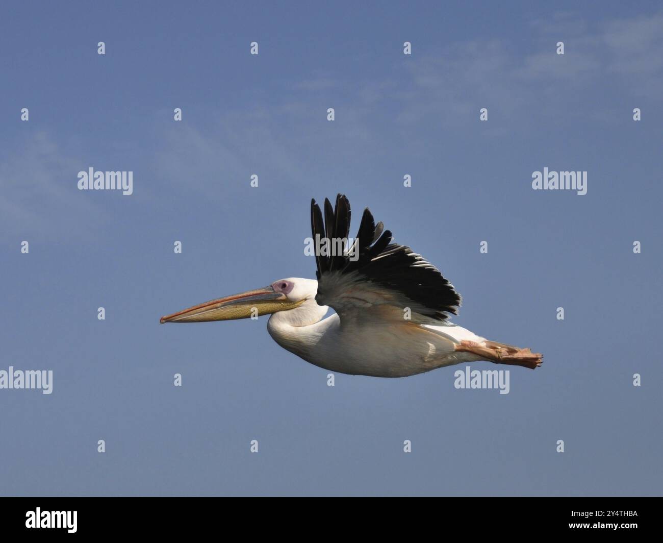 Pelican in flight Stock Photo - Alamy