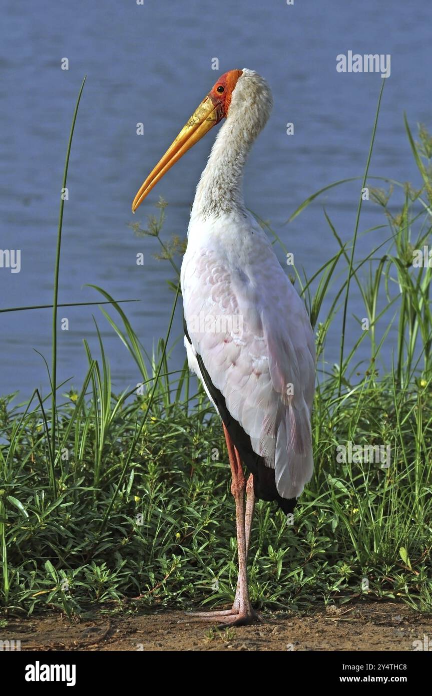 Yellow Billed Stork catching food in a lake in South Africa Stock Photo ...