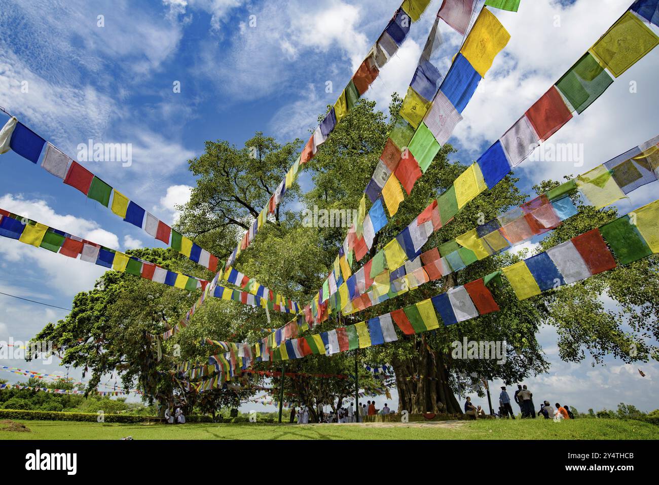Bodhi Trees at Lumbini, Nepal, the Birth Place of Buddha, Asia Stock ...