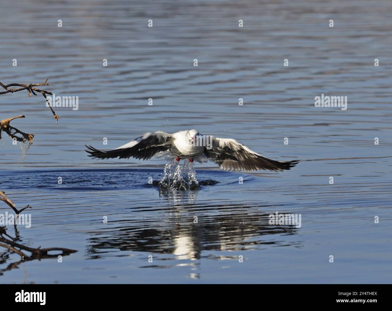 A sea gull bird taking off from the water, photographed in South Africa ...