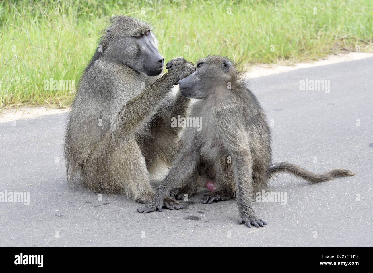 Two wild chacma baboons grooming in the Kruger Park, South Africa, Africa Stock Photo - Alamy