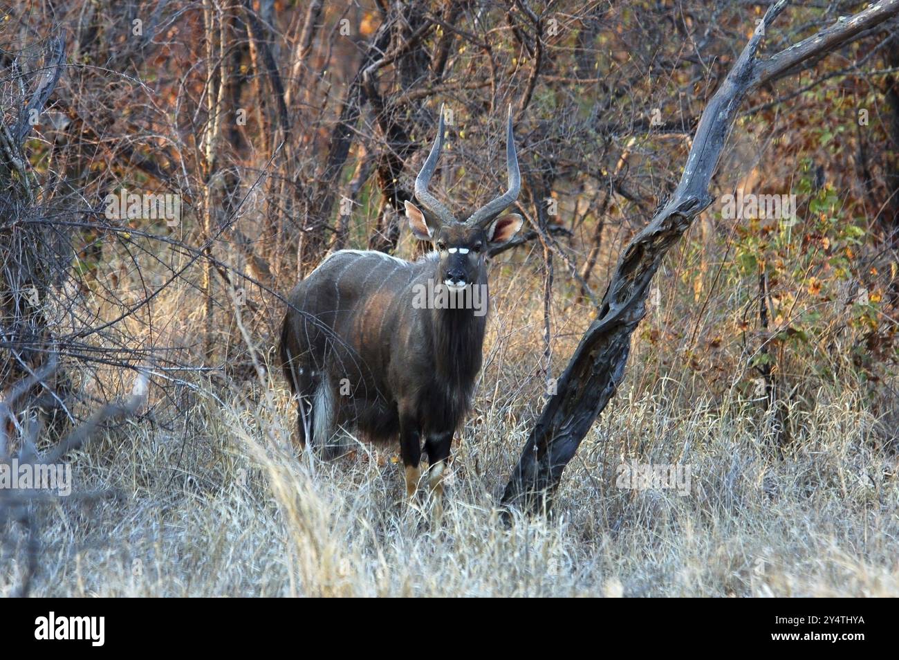 Nyala bull in the Kruger Park, South Africa, Africa Stock Photo - Alamy