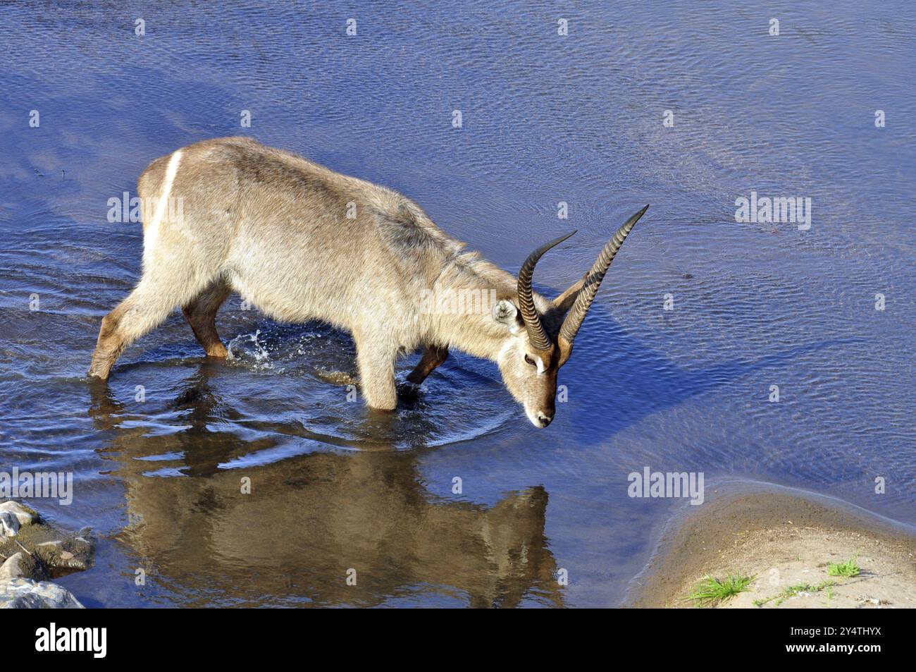 A Waterbuck antelope in a river in the Kruger National Park, South ...