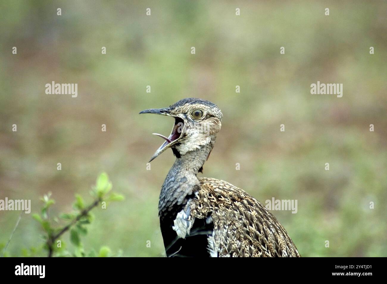 Portrait of a thick-knee bird (dikkop) in the Kruger Park, South Africa, Africa Stock Photo - Alamy