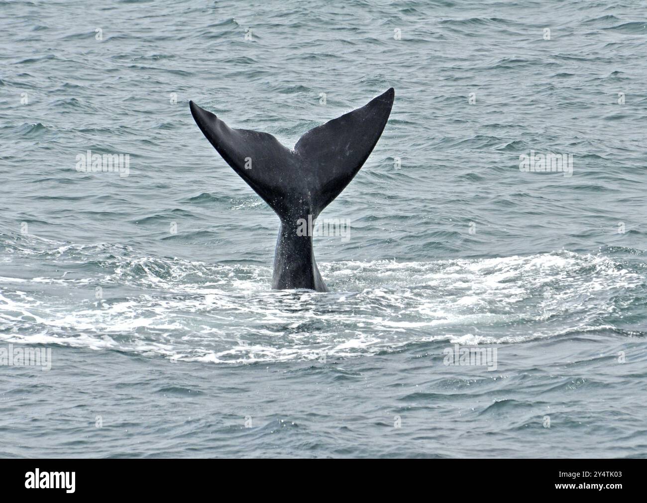 Fluking southern right whale hi-res stock photography and images - Alamy